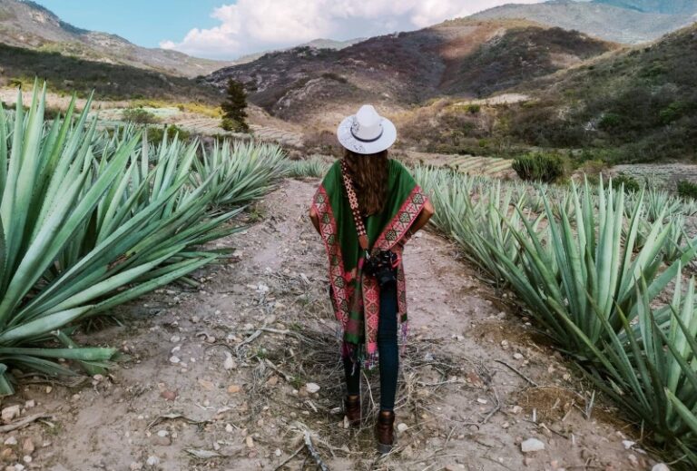 ℹ Descubre los secretos detrás de la Ruta del Mezcal en Oaxaca ️