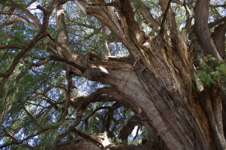 ℹ ¡Aprende los Usos Tradicionales de Tule en Español!